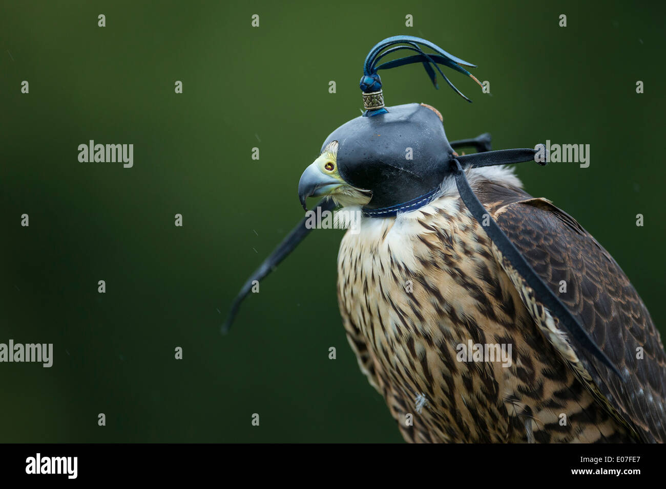 Falco peregrinus rain hi-res stock photography and images - Alamy
