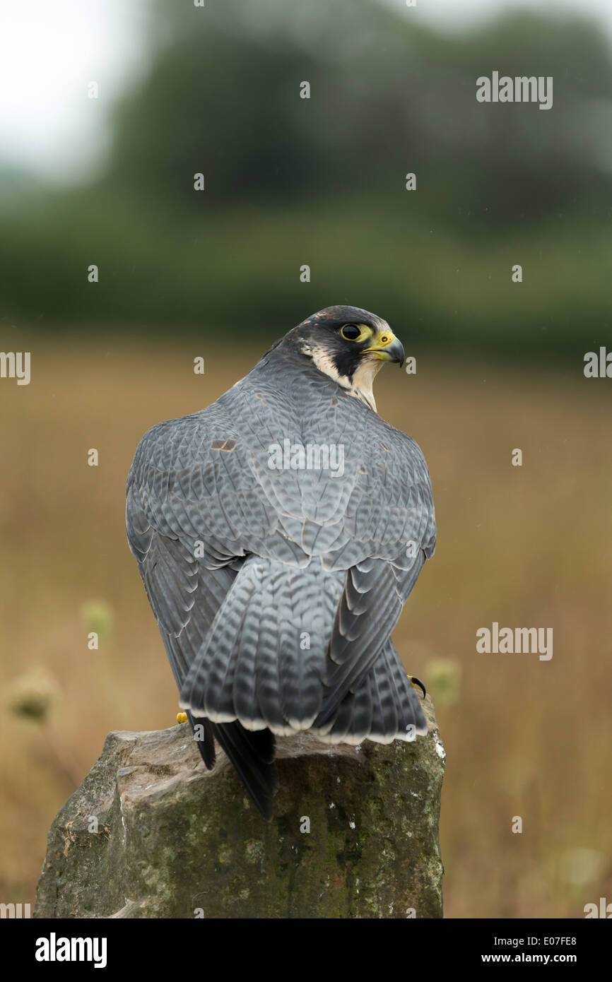 Peregrine falcon on fence post hi-res stock photography and images - Alamy