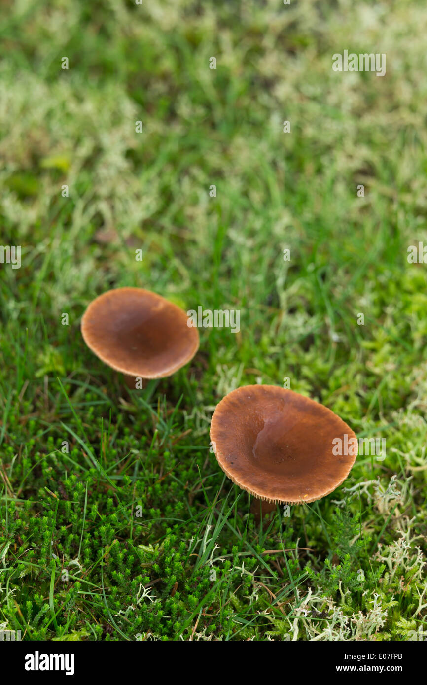 Rufous milkcap Lactarius rufus, growing in pine woodland with mosses ...