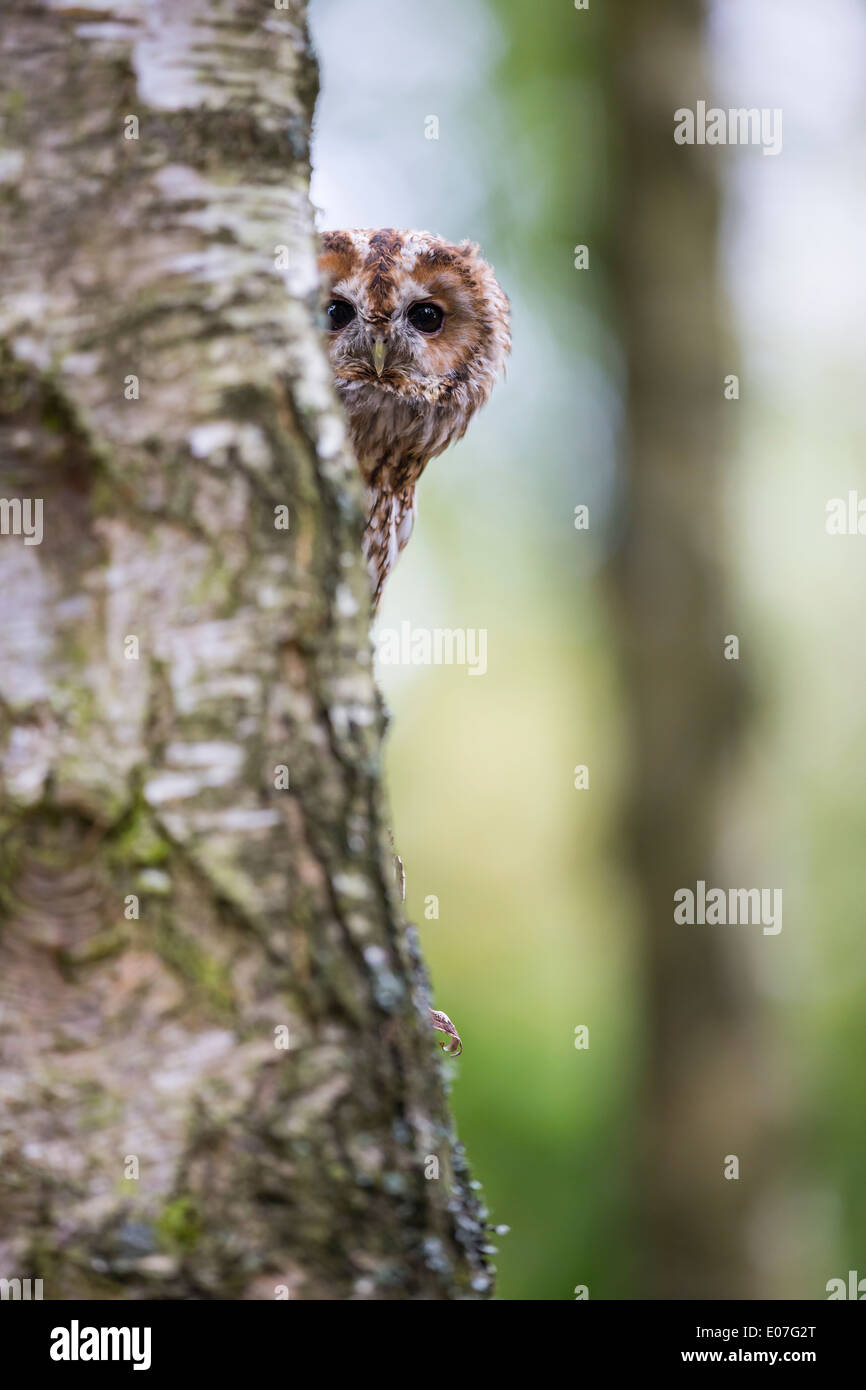 Tawny owl Strix aluco (captive), adult male, peering around tree in ...