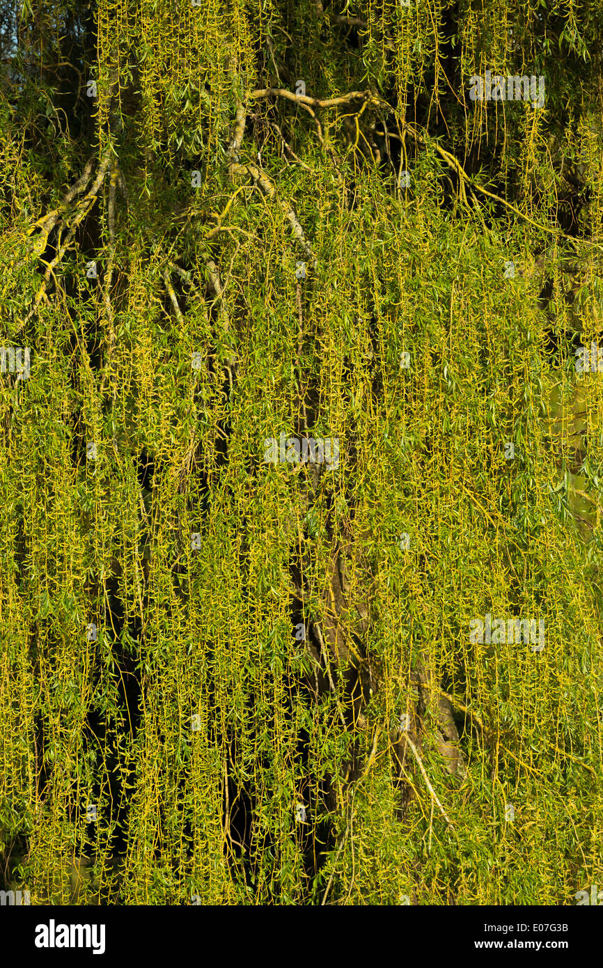 Close-up view of Weeping willow Salix babylonica branches and leaves, Starcross, Devon in April ...