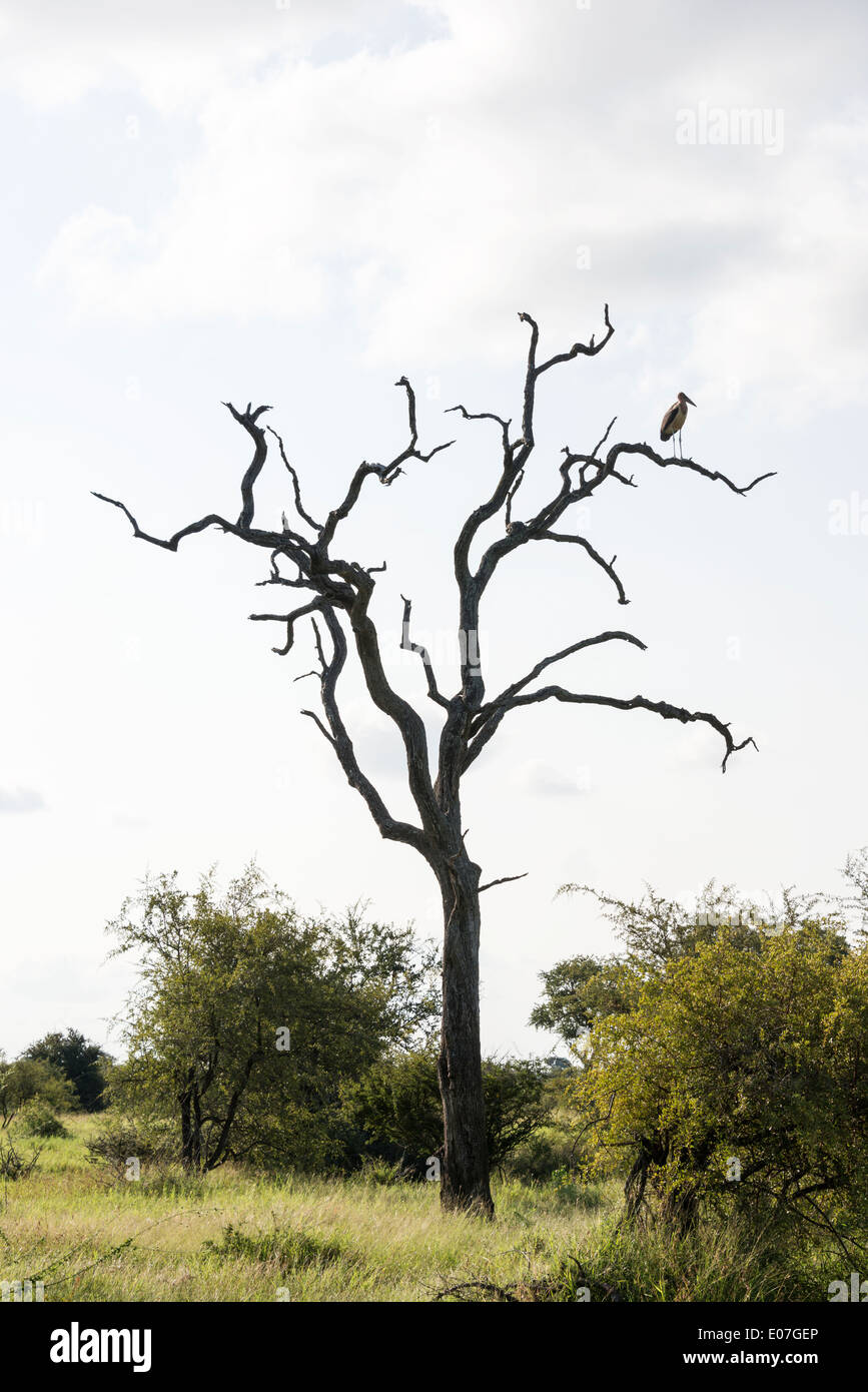 marabou bird in tree south africa safari park Stock Photo - Alamy