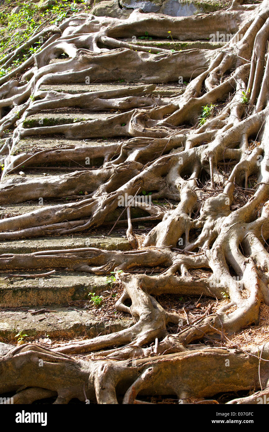 Scary roots hi-res stock photography and images - Alamy