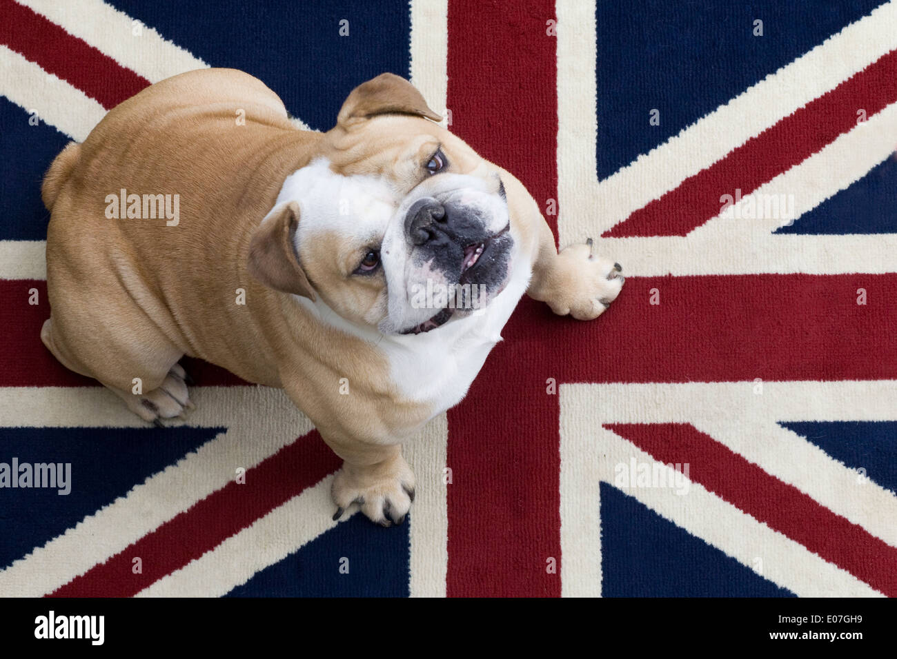 English bulldog in british flag hi-res stock photography and images - Alamy
