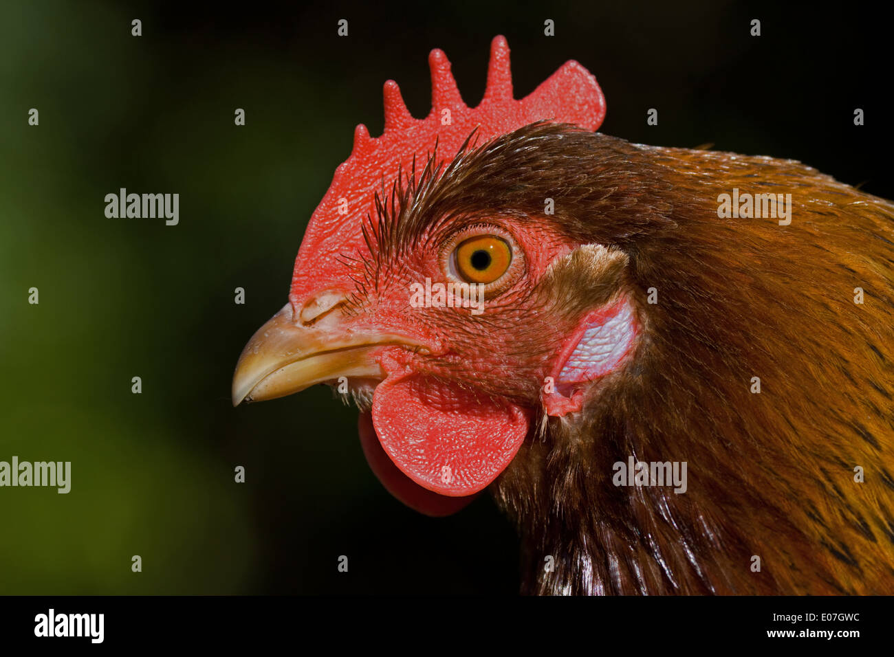 Pure breed hi-res stock photography and images - Alamy