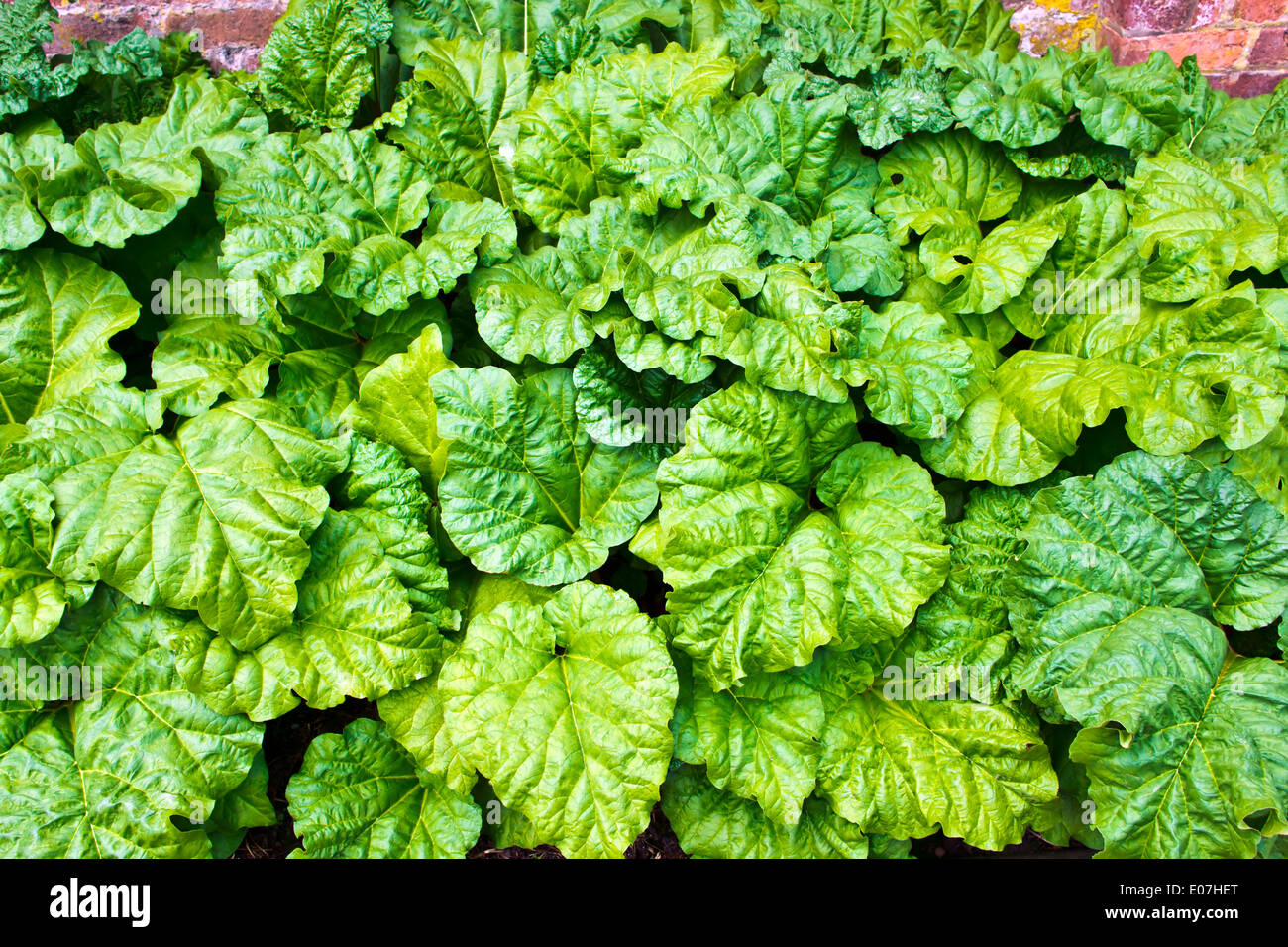 Rhubarb plants growing in a vegetable patch in a garden Stock Photo - Alamy