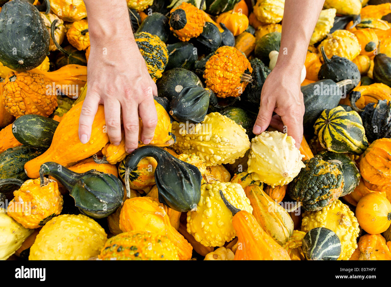 male hands in pumpkins Stock Photo - Alamy
