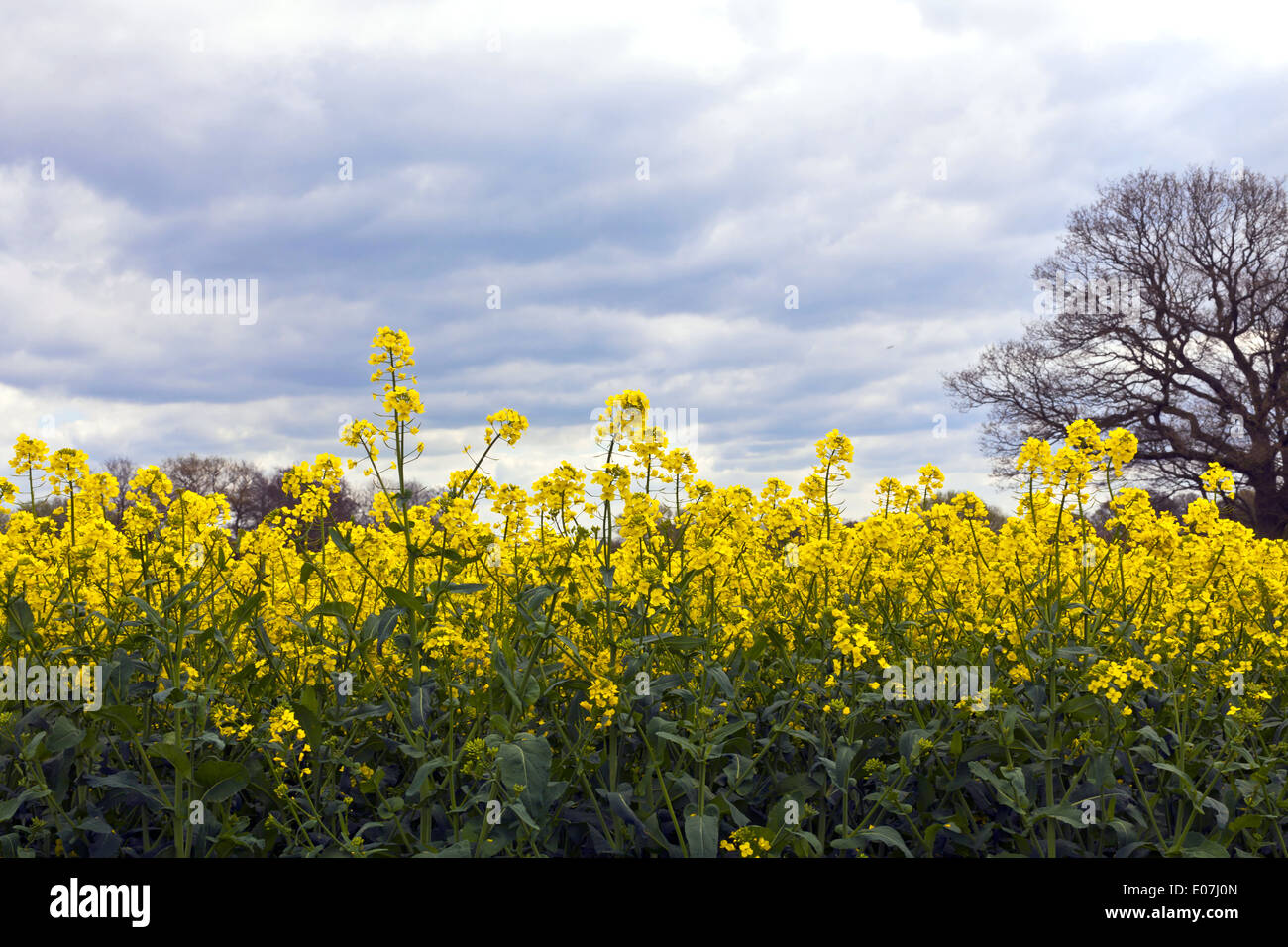Canola flowers plants rapeseed hi-res stock photography and images - Alamy