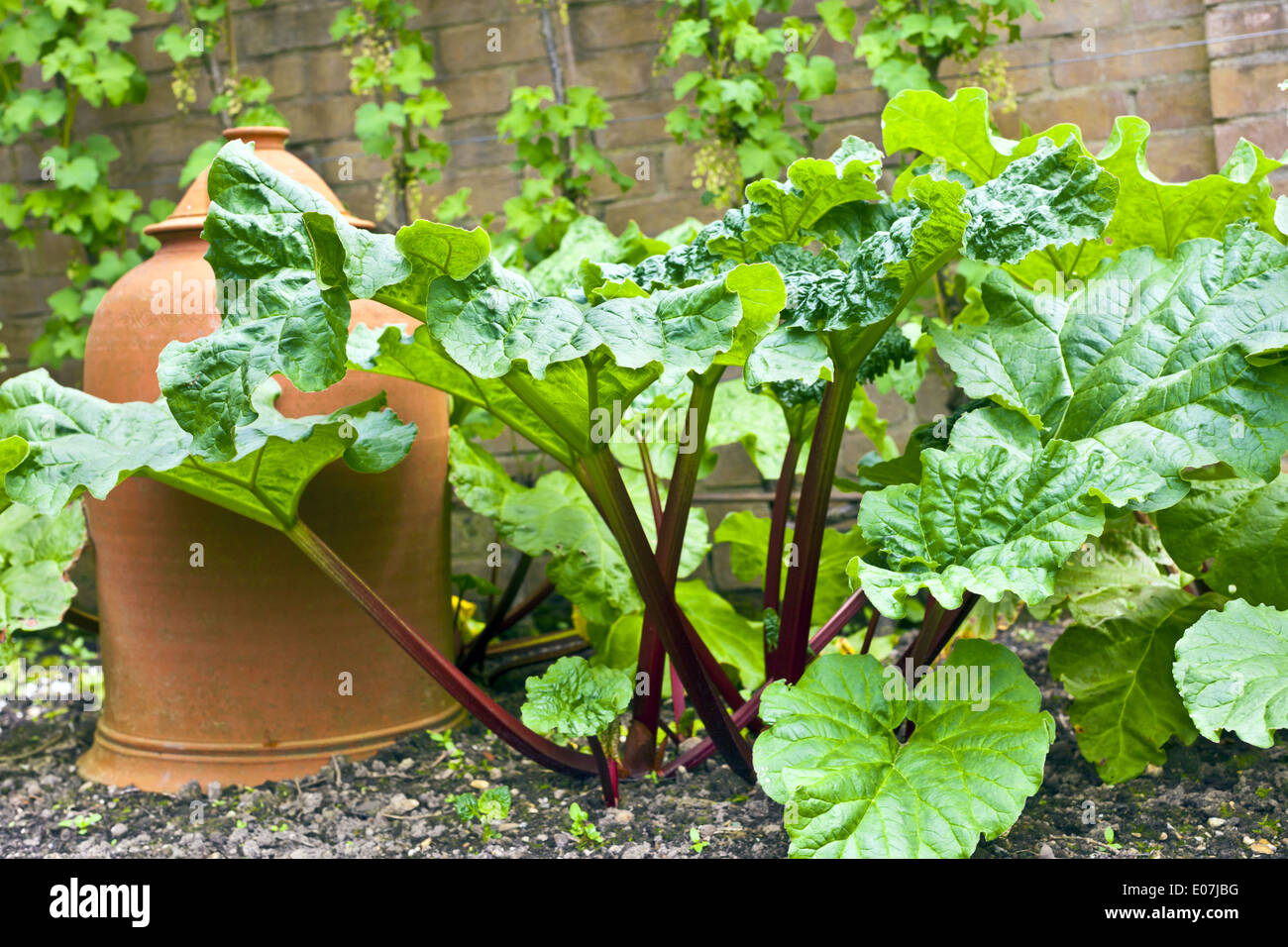 Rhubarb plant and a terracotta cloche in a vegetable patch Stock Photo ...