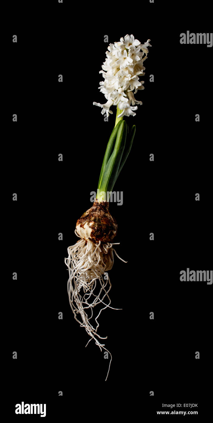 Hyacinth flower buds and roots isolated on black Stock Photo - Alamy