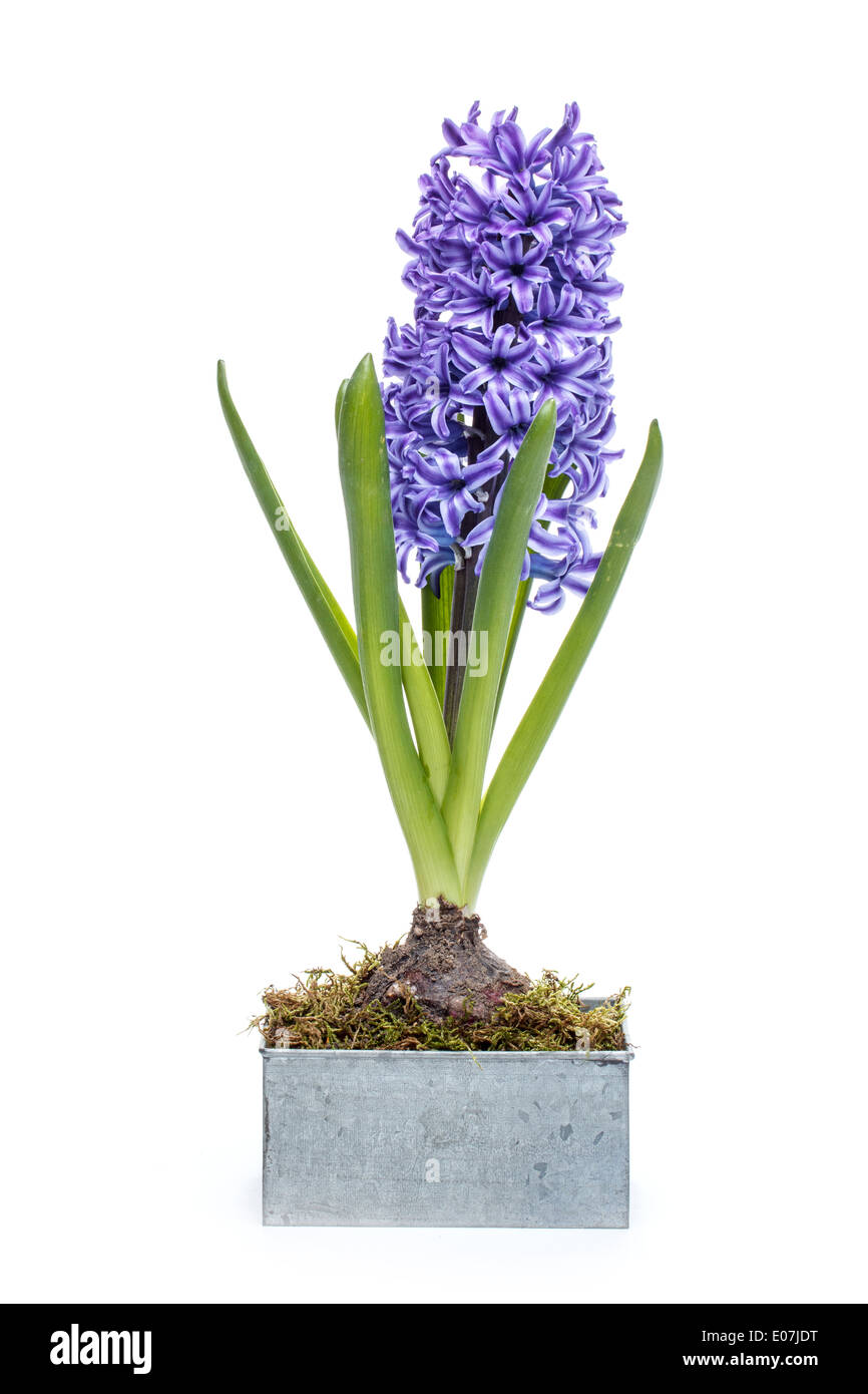 Beautiful blue hyacinth isolated on a white background Stock Photo - Alamy