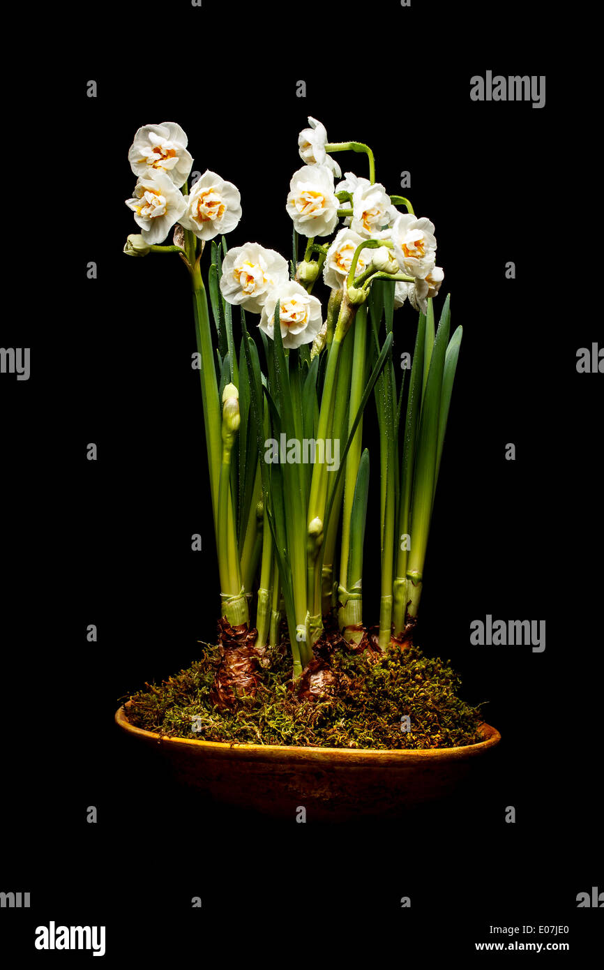 Spring flowers in clay pot on white background Stock Photo - Alamy