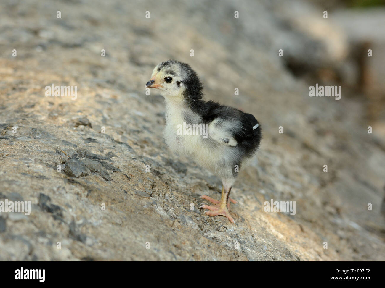 beautiful Thai native chick on the ground Stock Photo - Alamy