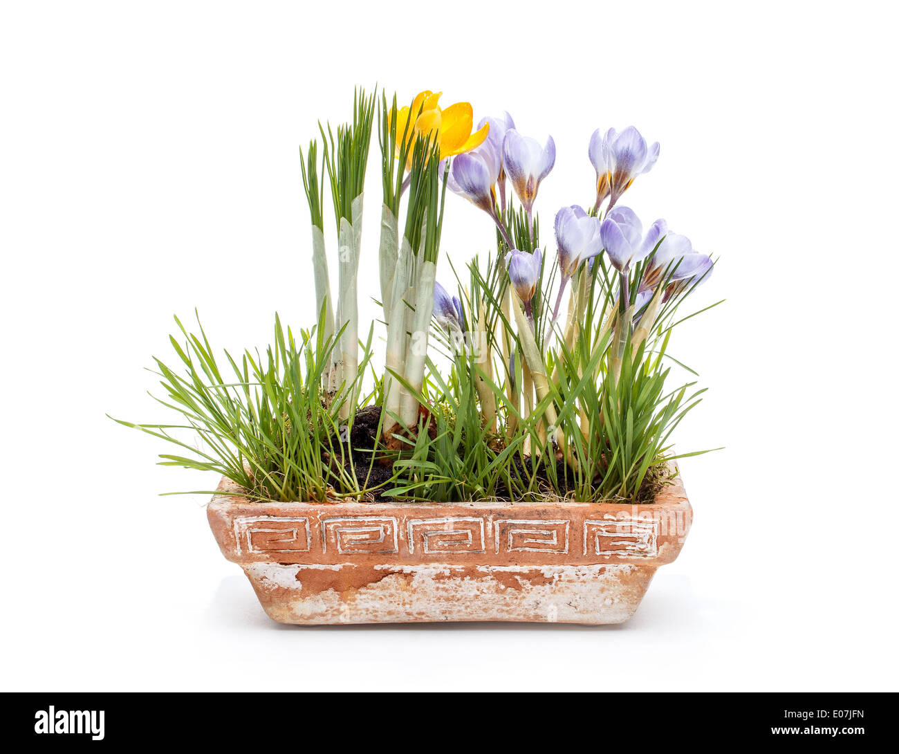 Crocus flowers in pot on white background Stock Photo - Alamy