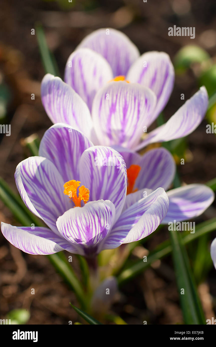 Group purple blooming crocus hi-res stock photography and images - Alamy