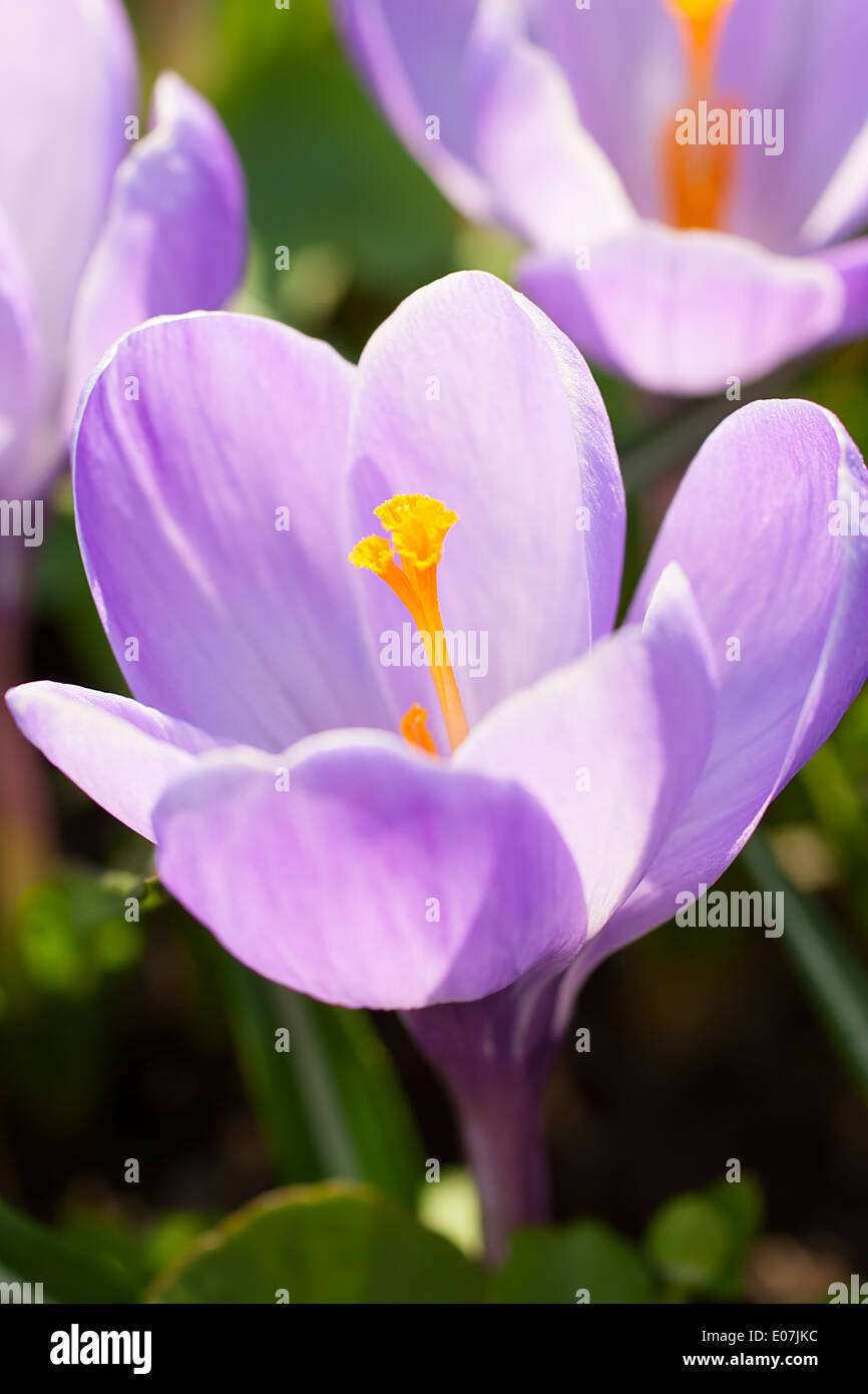 Group Of Crocus High Resolution Stock Photography and Images - Alamy