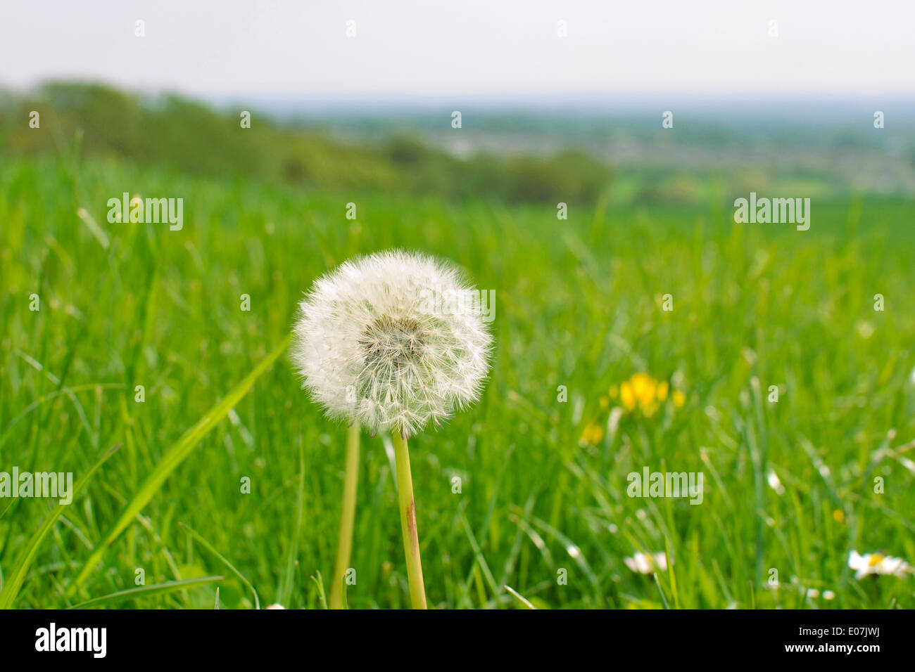 Dandelion flower field landscape Stock Photo - Alamy
