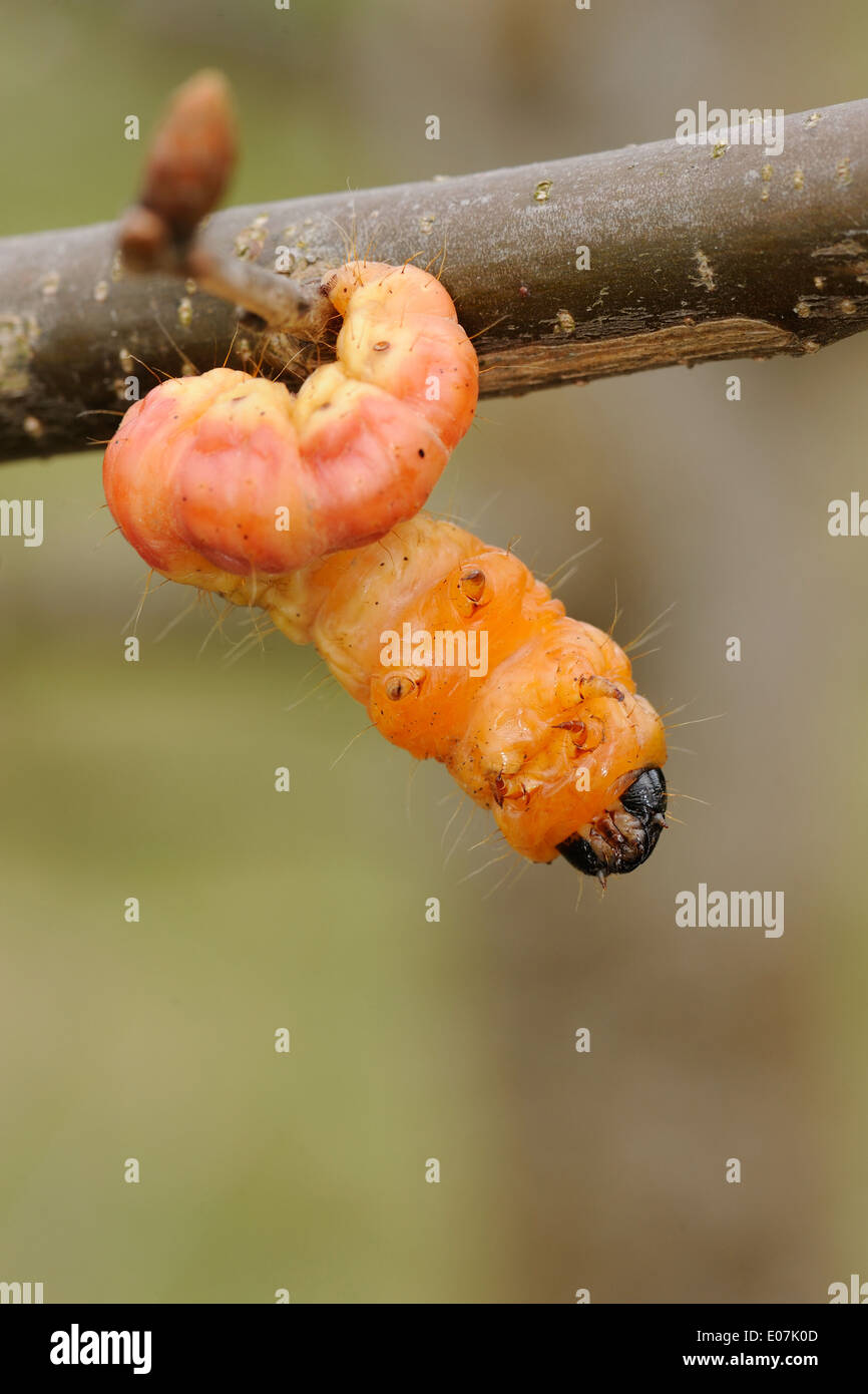 Large orange caterpillar of an insect from garden soil Stock Photo - Alamy