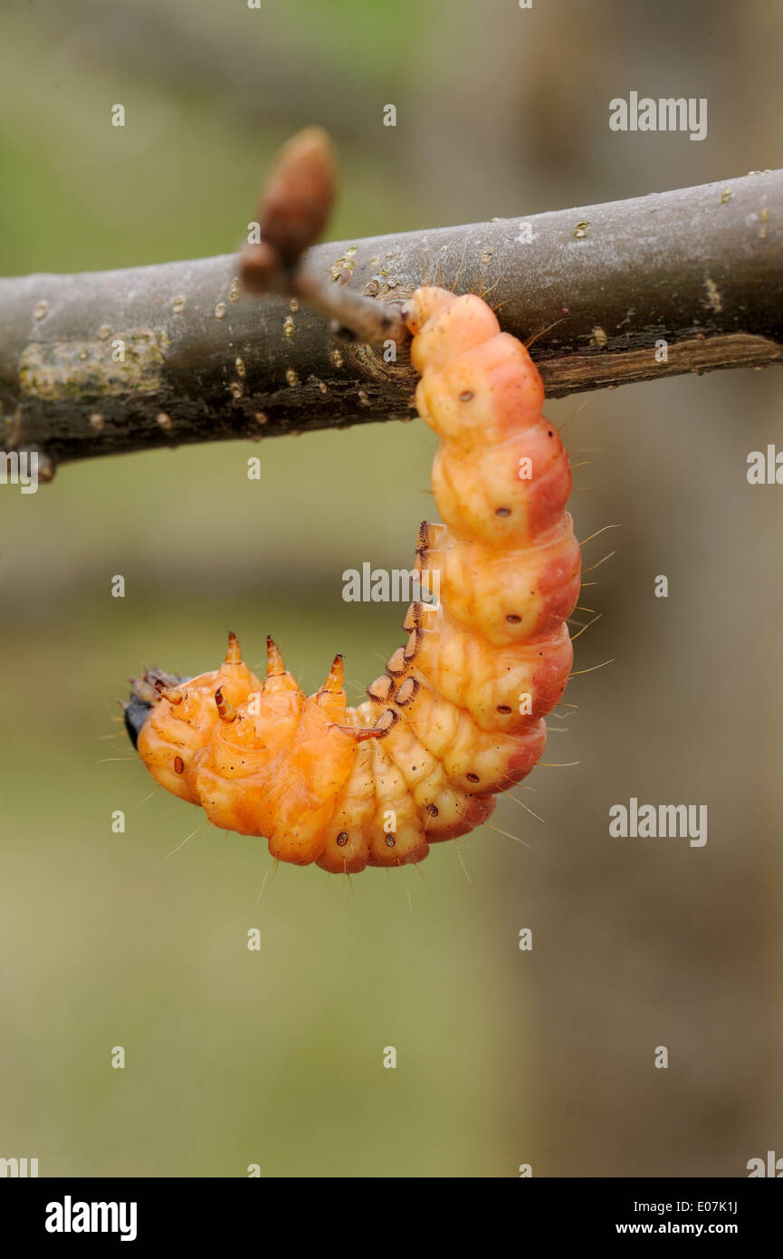 Orange caterpillar hi-res stock photography and images - Alamy