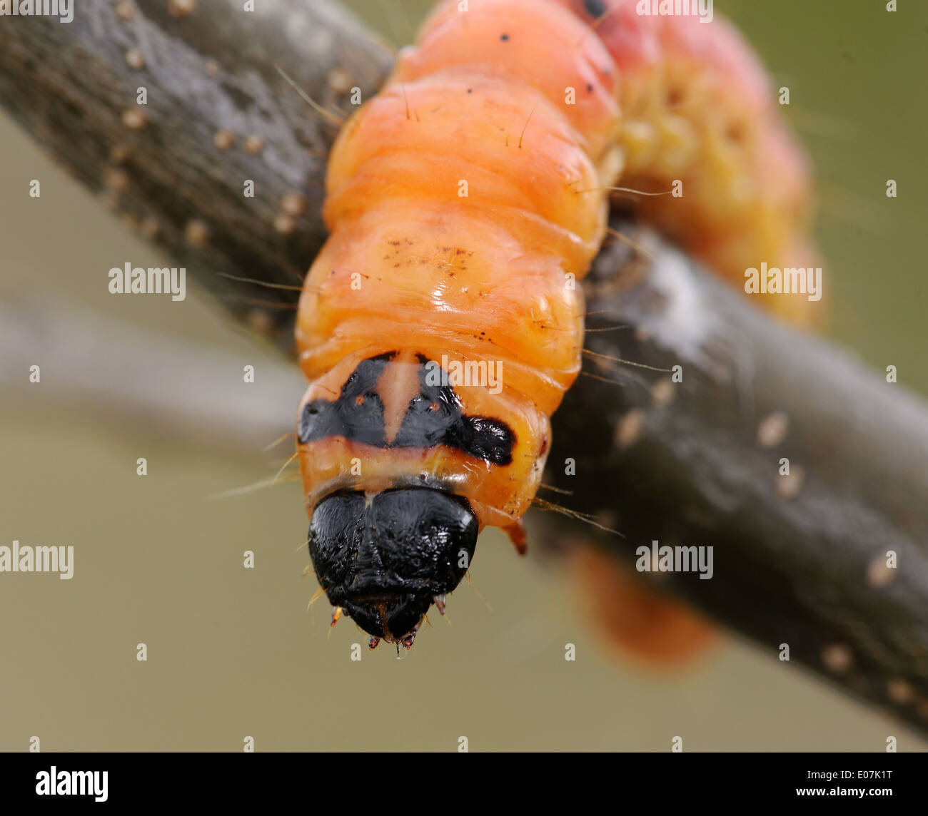 Orange caterpillar hi-res stock photography and images - Alamy