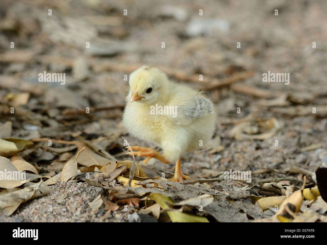 beautiful Thai native chick on the ground Stock Photo - Alamy