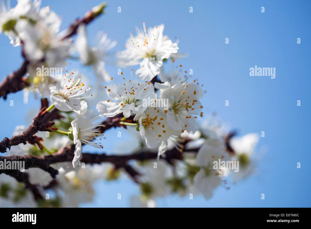 Blue apple tree series hi-res stock photography and images - Alamy