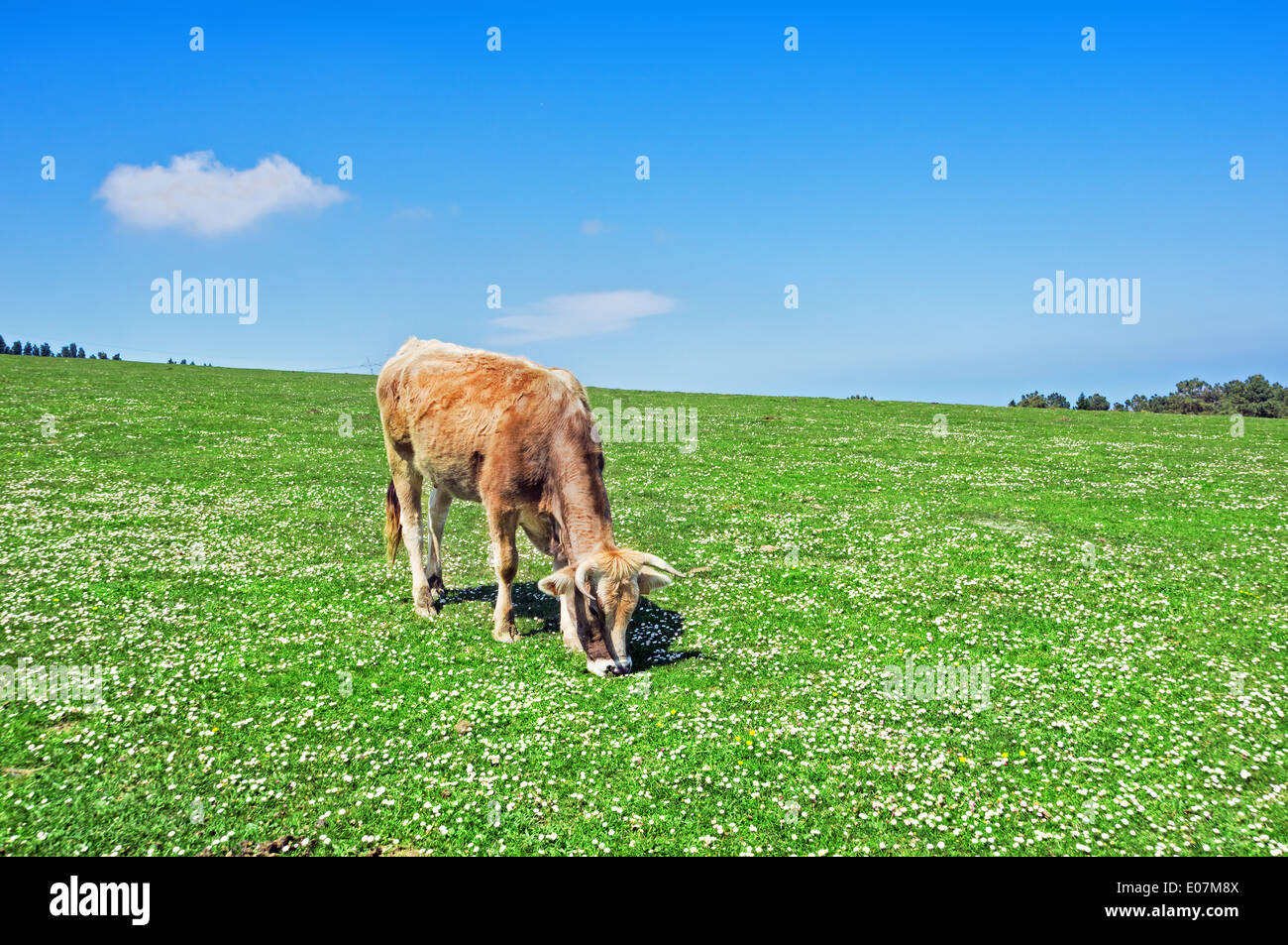 Daisy the cow hi-res stock photography and images - Alamy