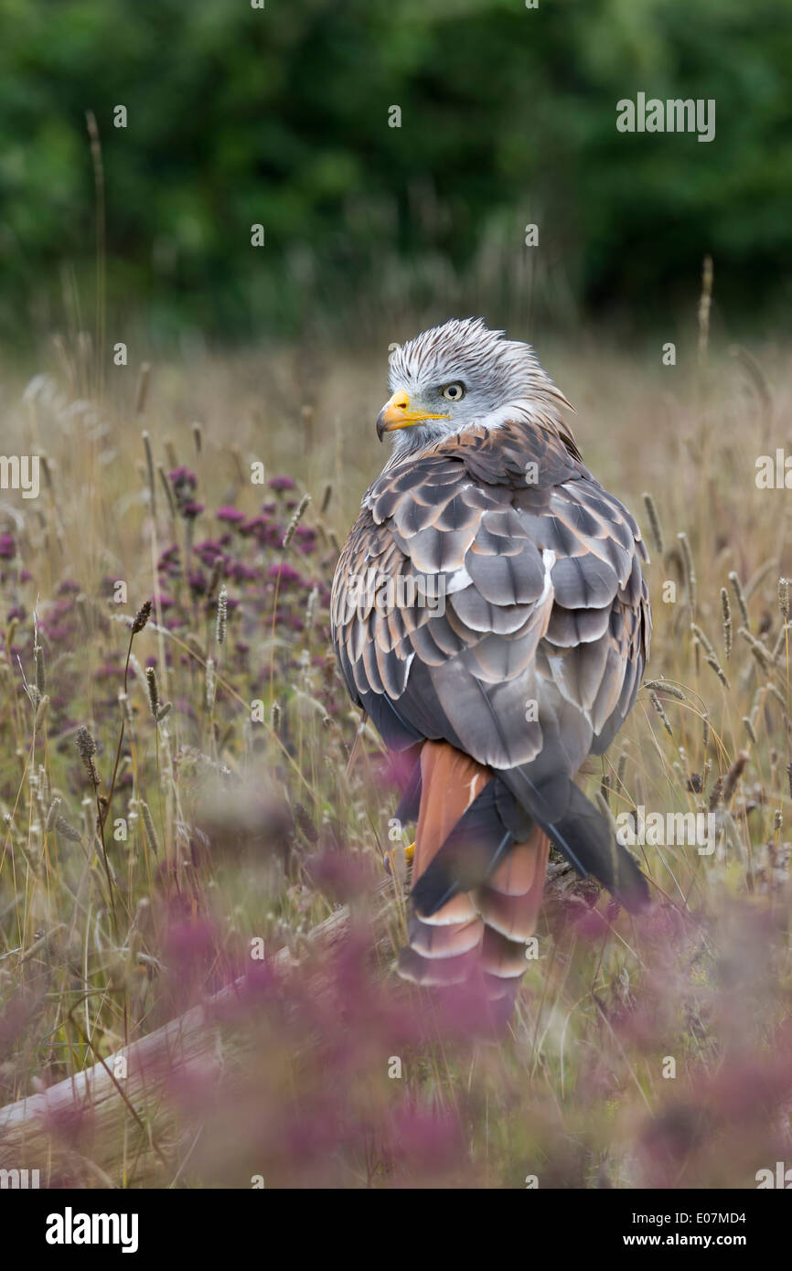 Red kite uk perch hi-res stock photography and images - Alamy