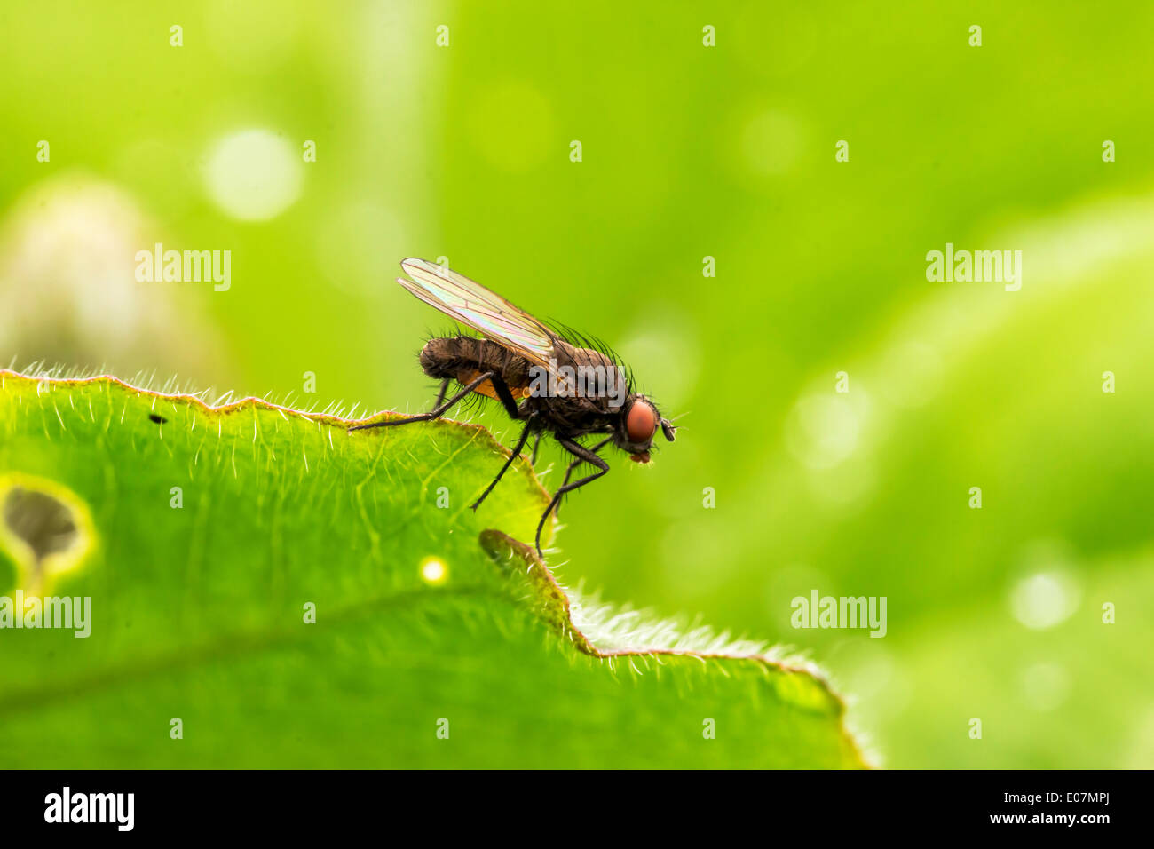 Housefly hi-res stock photography and images - Alamy