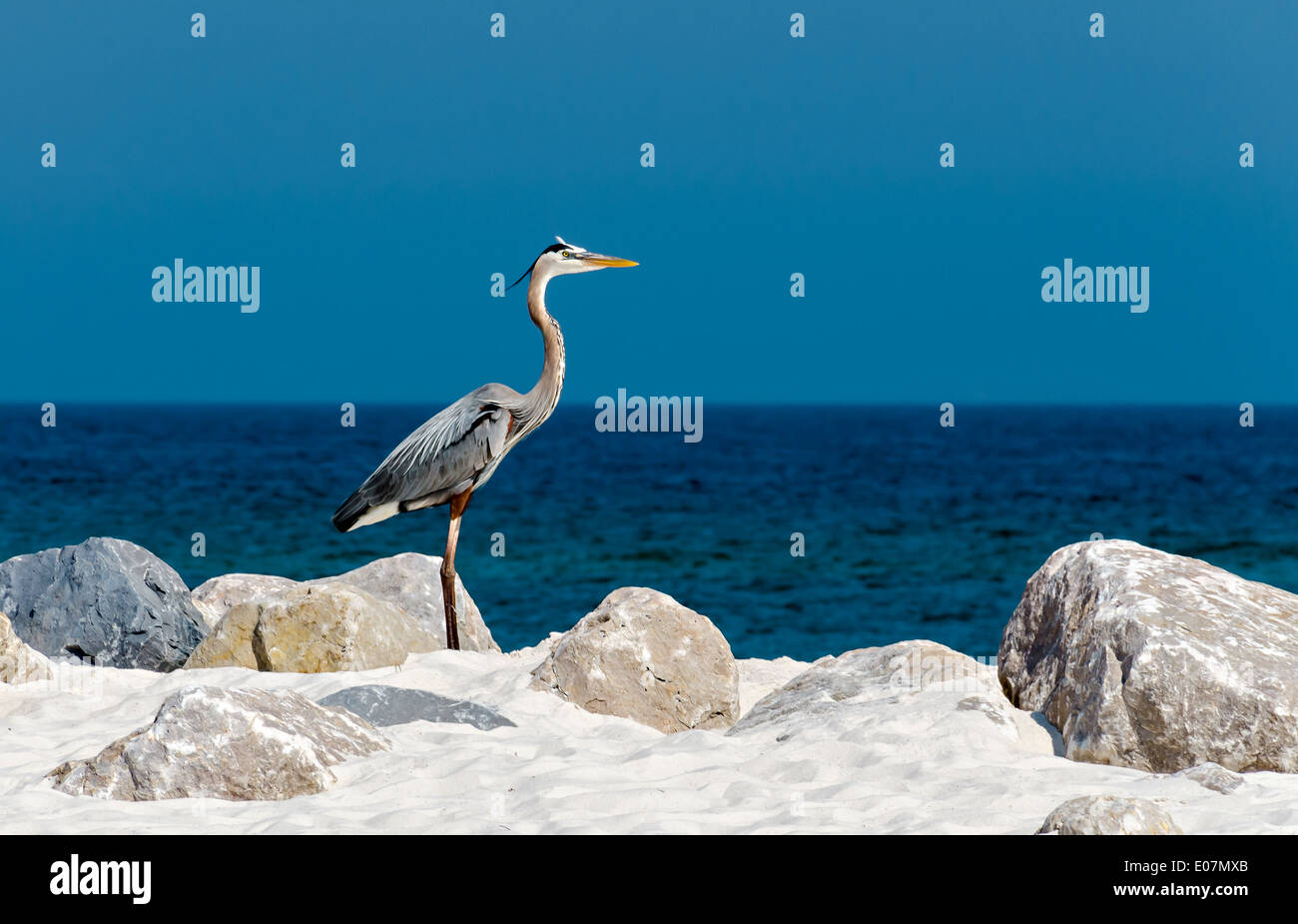 Gulf coast bird hi-res stock photography and images - Alamy
