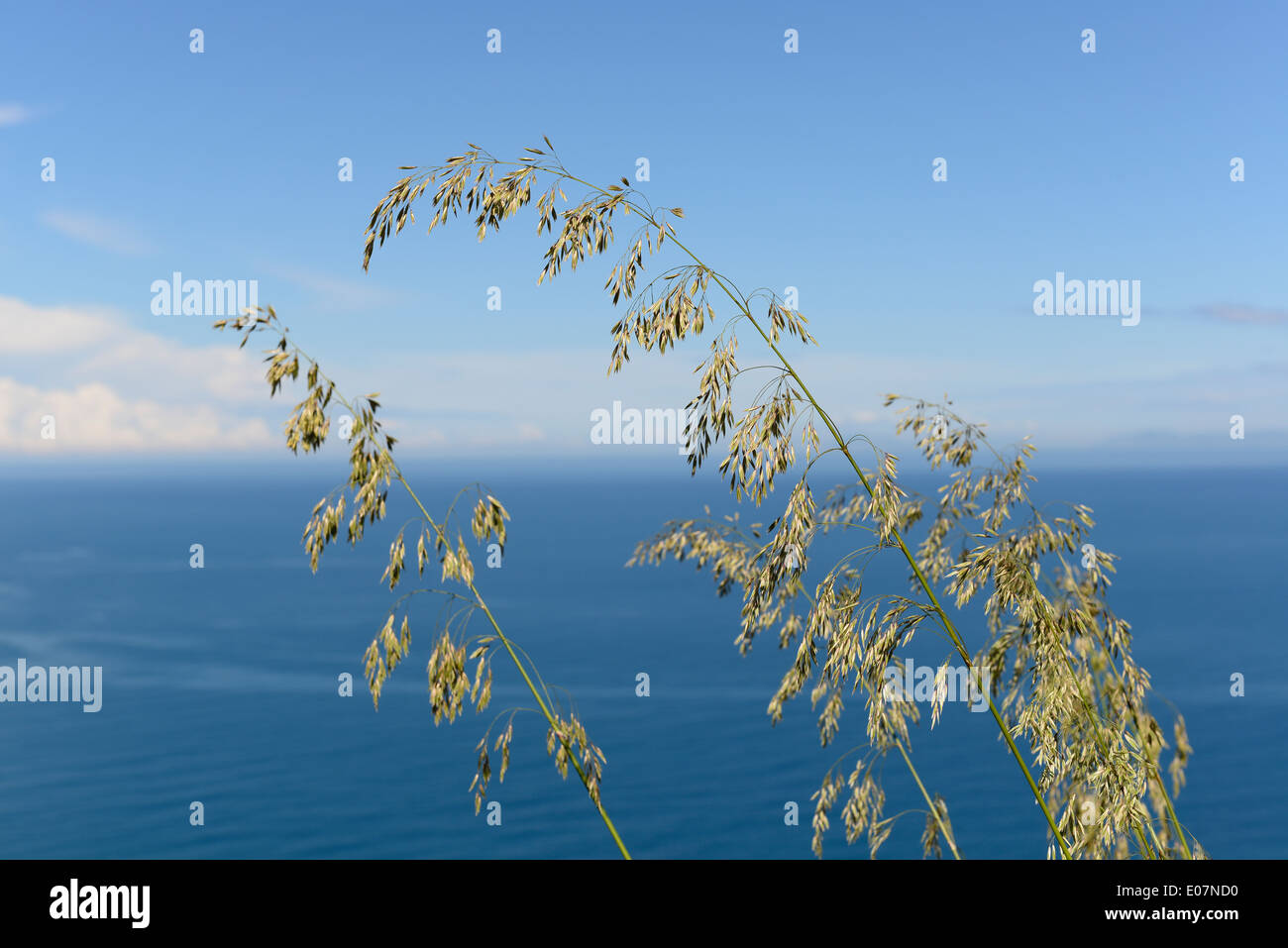 Ampelodesmos hi-res stock photography and images - Alamy