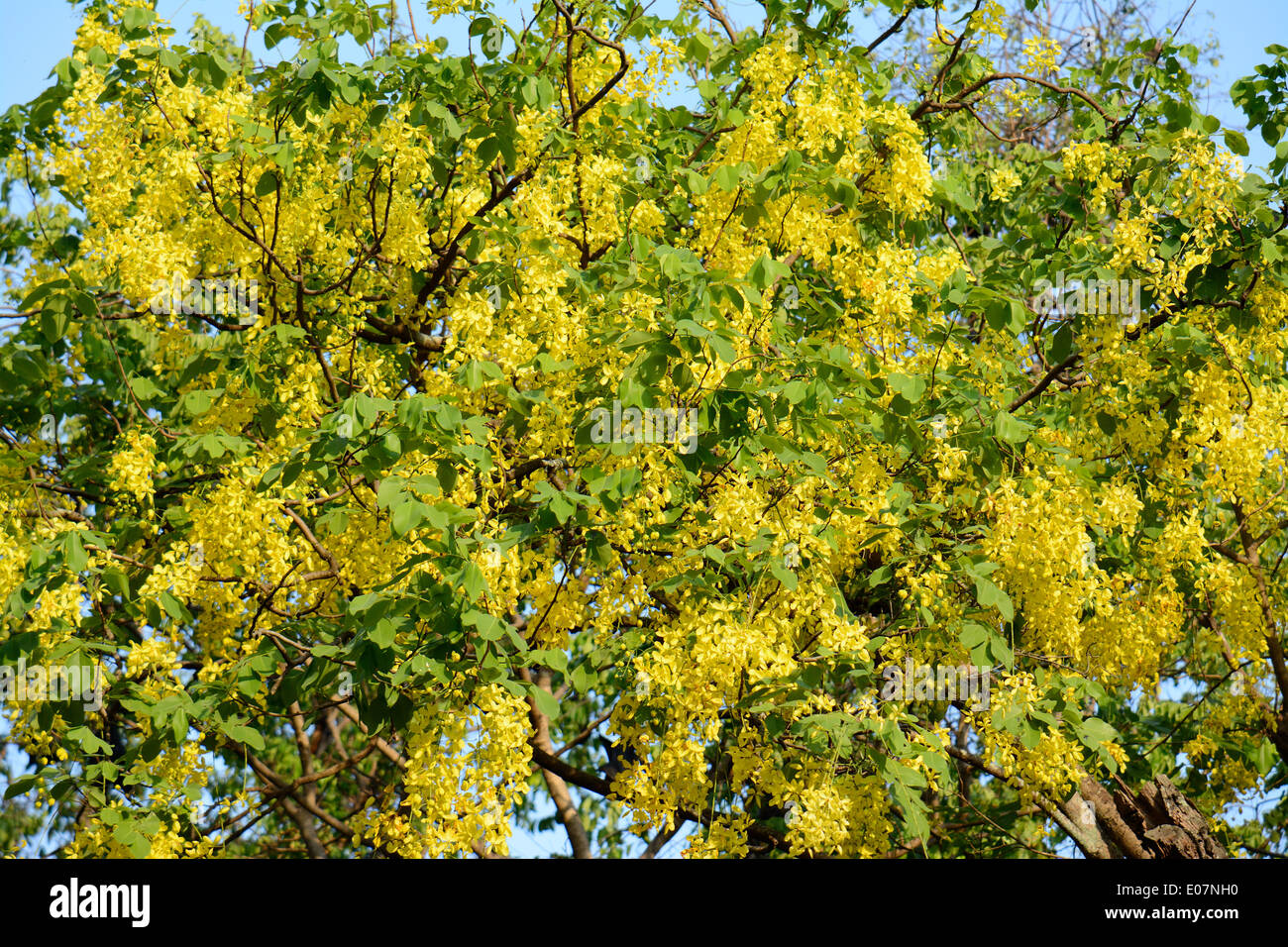 Golden shower hi-res stock photography and images - Alamy