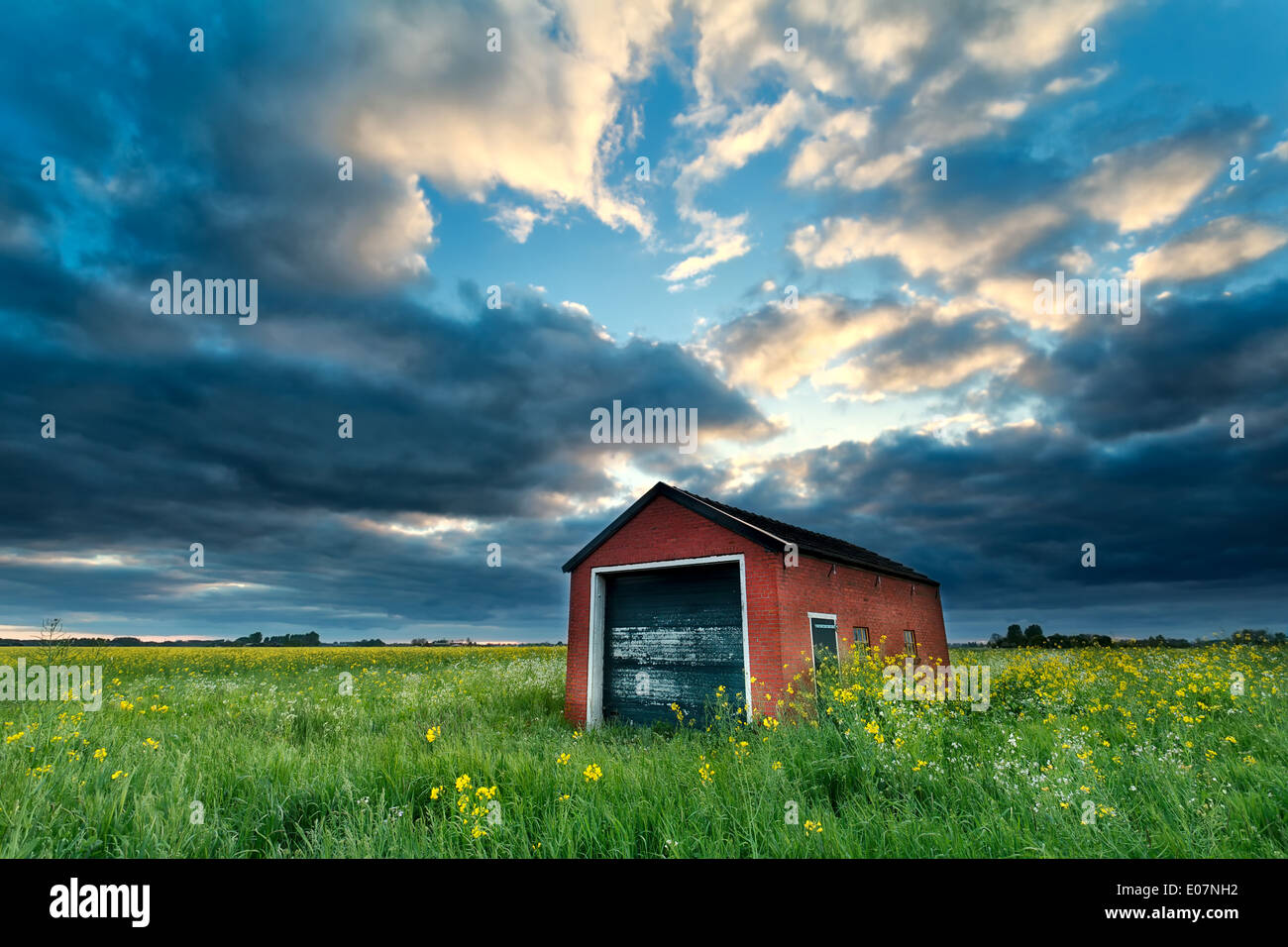 farmhouse on rapeseed field at stormy sunset, Netherlands Stock Photo ...