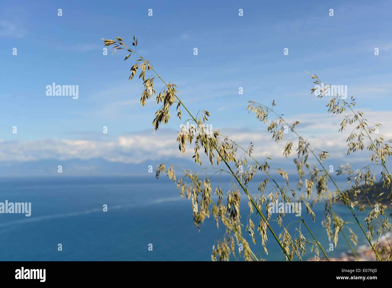 Mauritanicus hi-res stock photography and images - Alamy