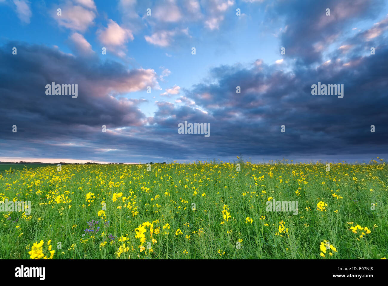 rapeseed flower field at sunset, Netherlands Stock Photo - Alamy