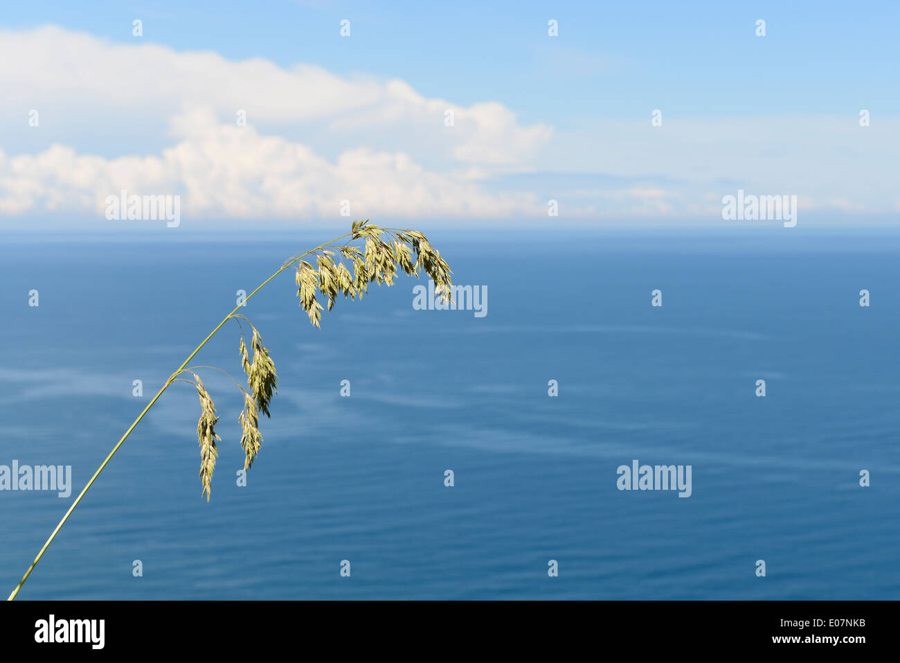 Mauritanicus hi-res stock photography and images - Alamy