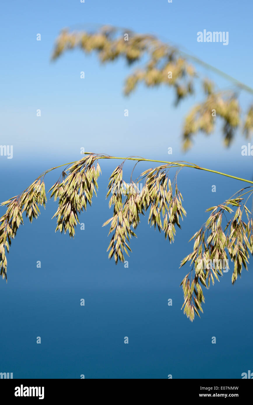 Ampelodesmos mauritanicus hi-res stock photography and images - Alamy