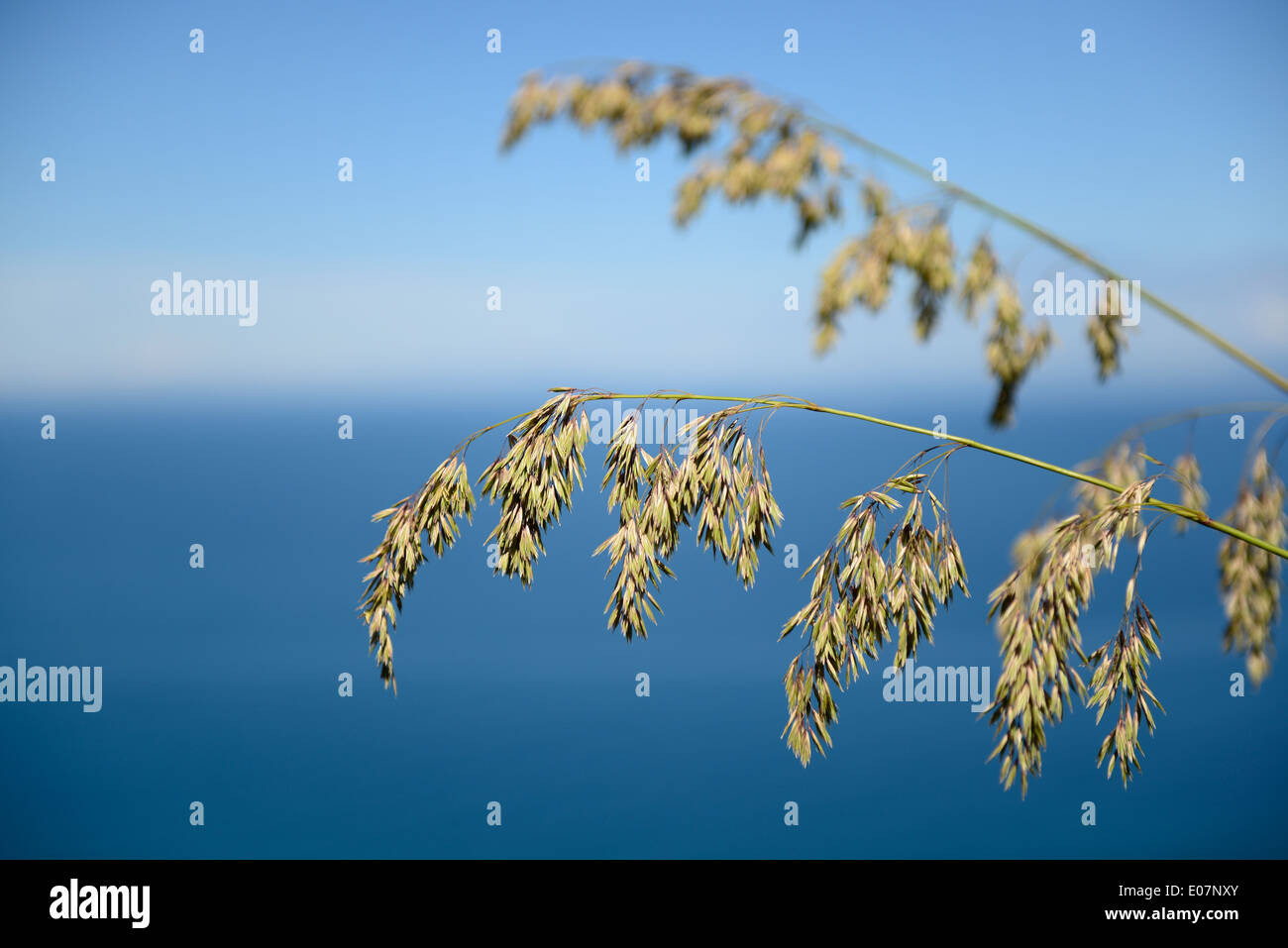 Mauritanicus hi-res stock photography and images - Alamy