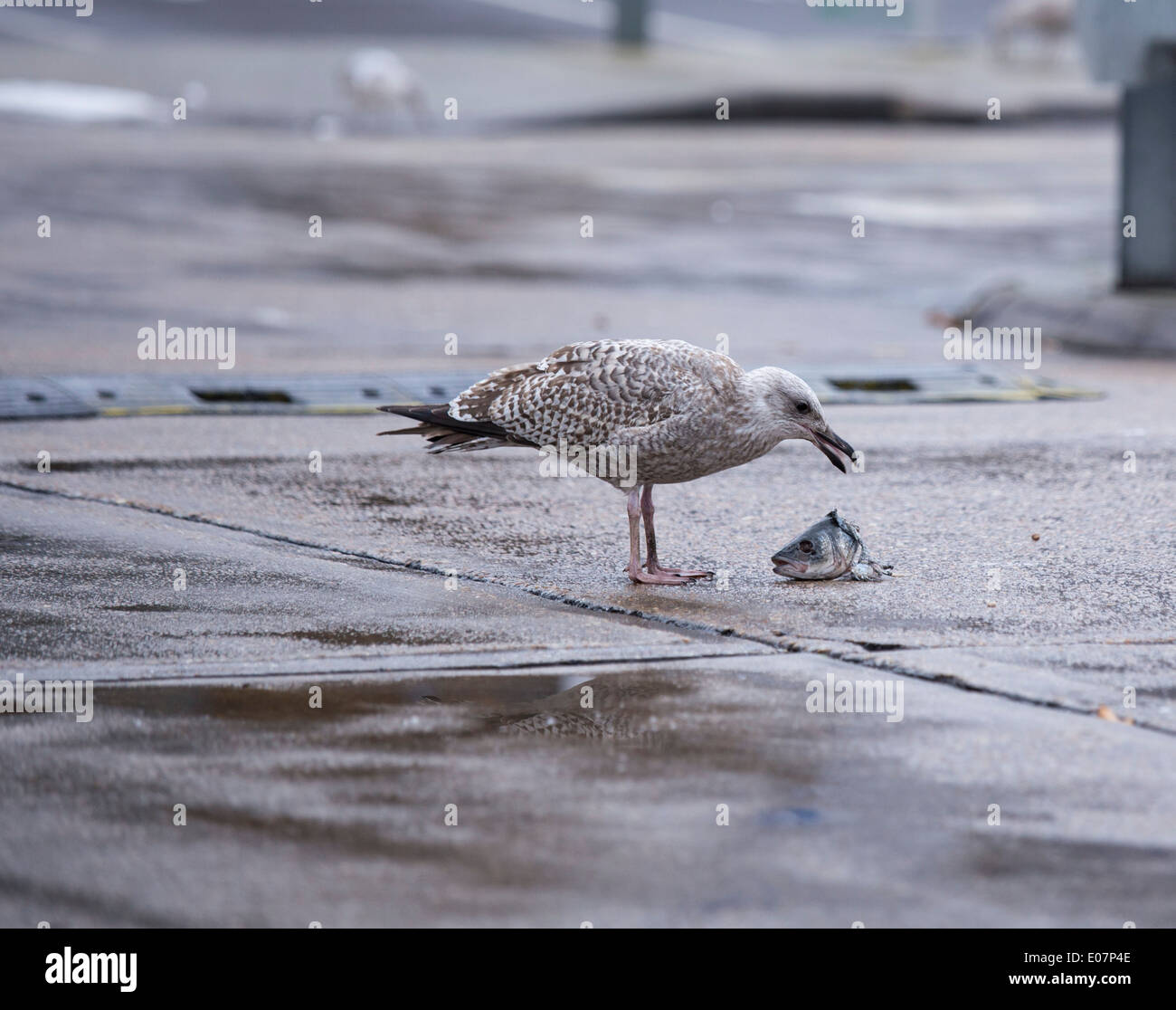 Bird eating fish hi-res stock photography and images - Alamy