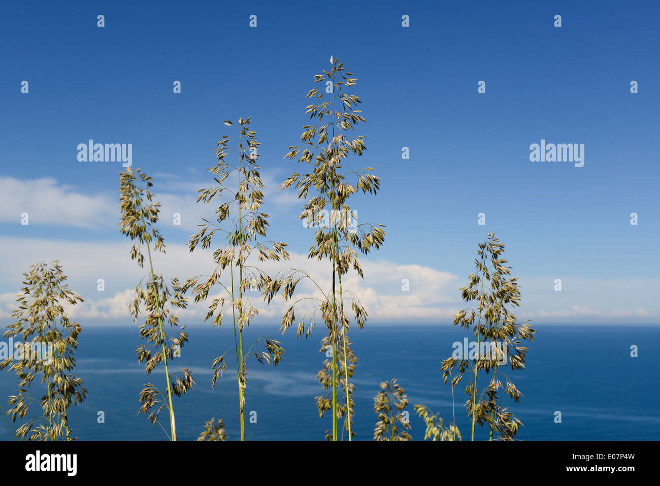 Ampelodesmos mauritanicus hi-res stock photography and images - Alamy