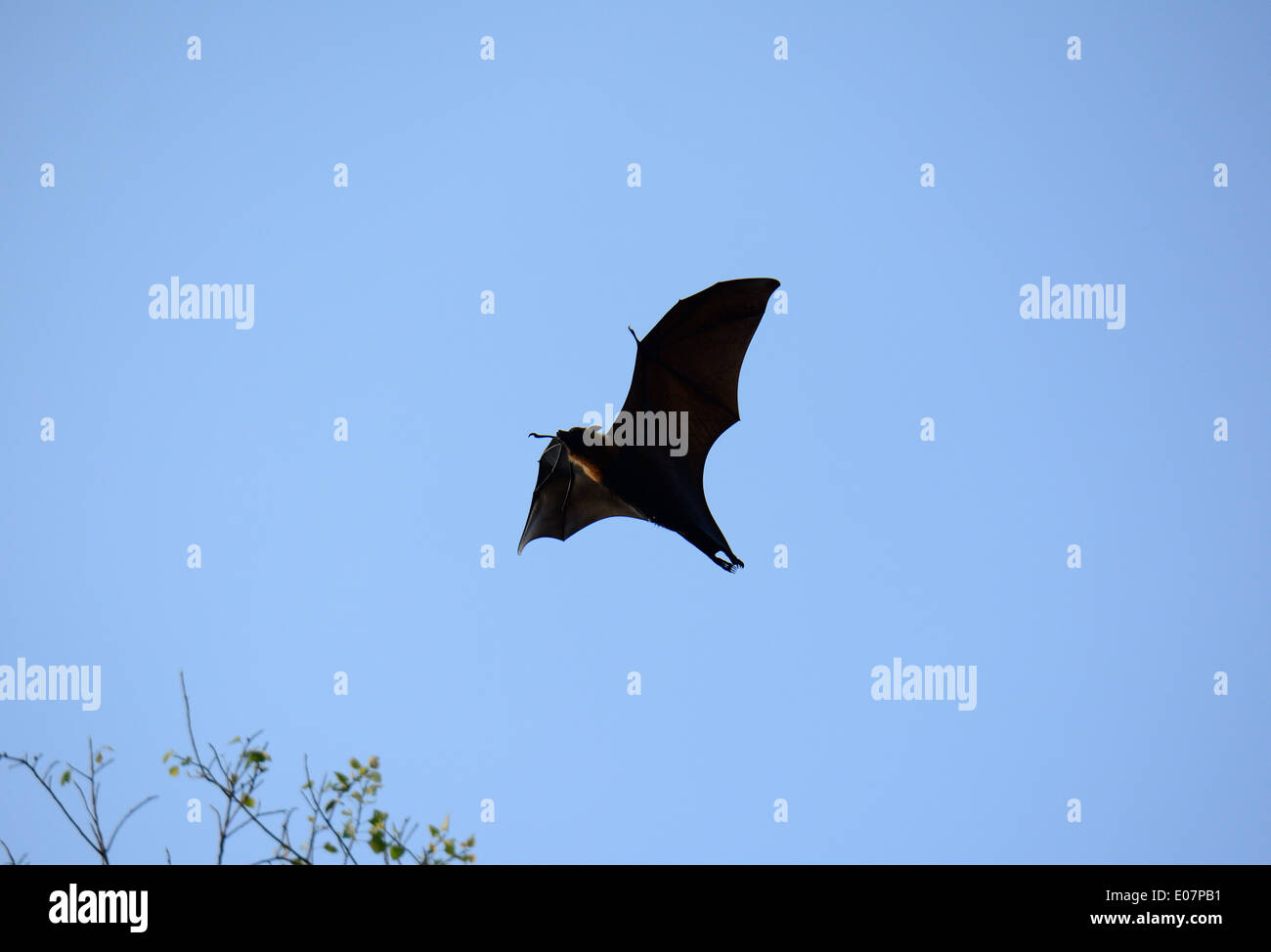 Flying bat blue sky hi-res stock photography and images - Alamy