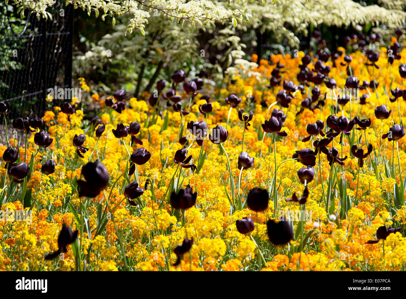 Black Tulips in Rembrandt Gardens, Warwick Avenue, Little Venice ...