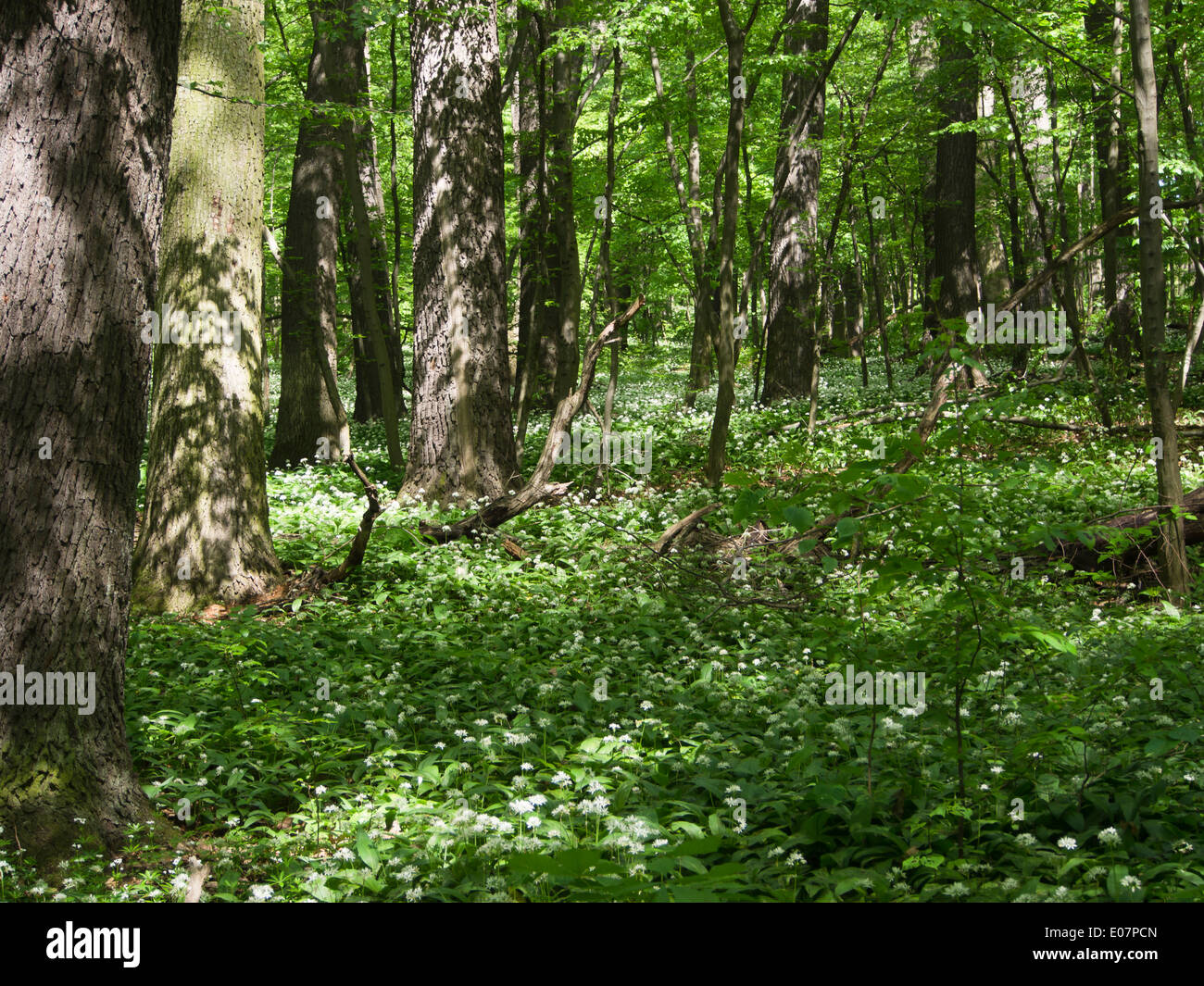 Wienerwald hi-res stock photography and images - Alamy