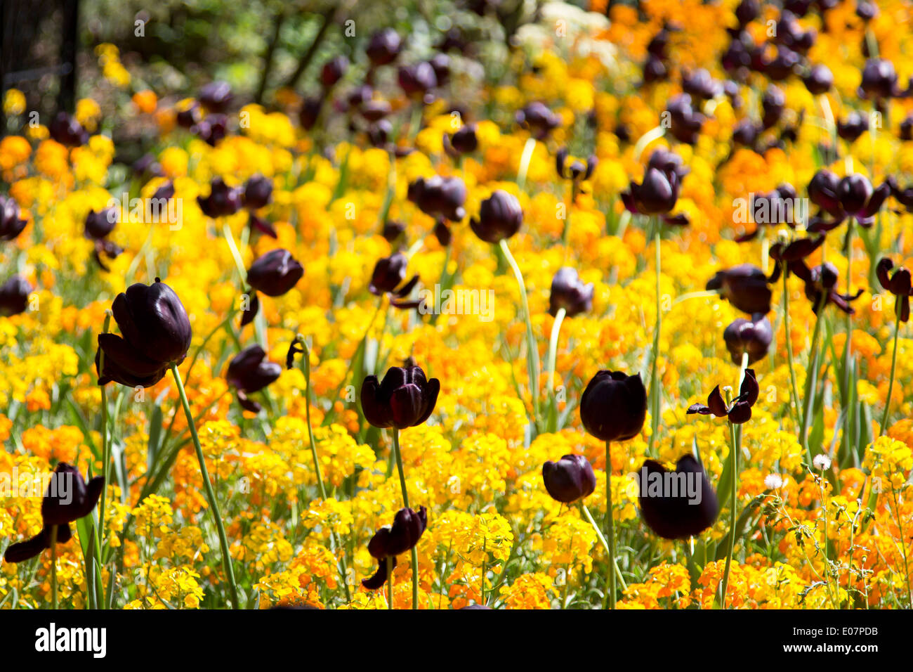 Black Tulips in Rembrandt Gardens, Warwick Avenue, Little Venice ...