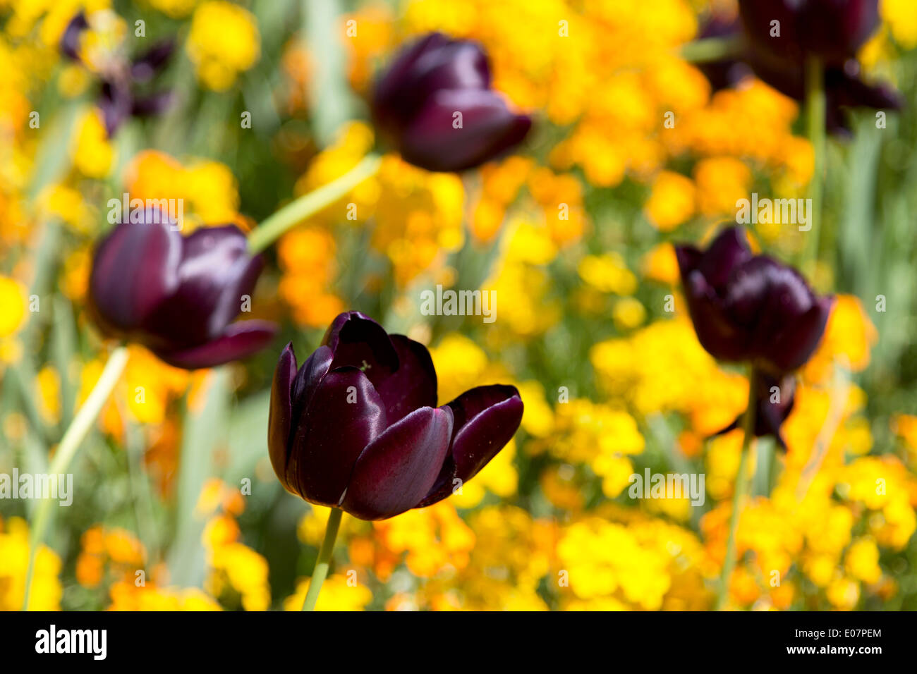 Black Tulips in Rembrandt Gardens, Warwick Avenue, Little Venice ...