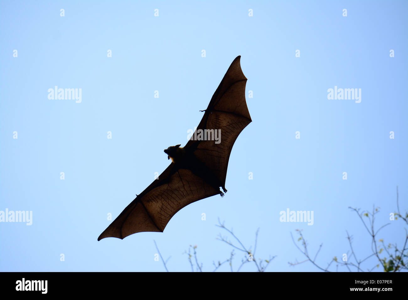 Flying bat blue sky hi-res stock photography and images - Alamy