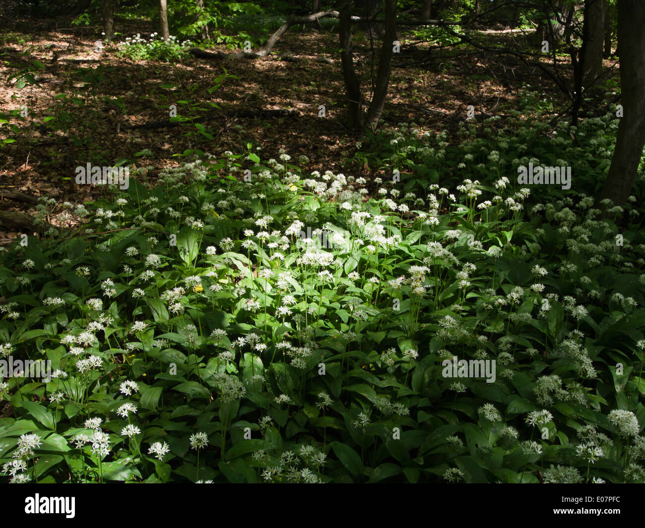 Vienna forest Austria, spring morning in the Wienerwald, ground covered ...