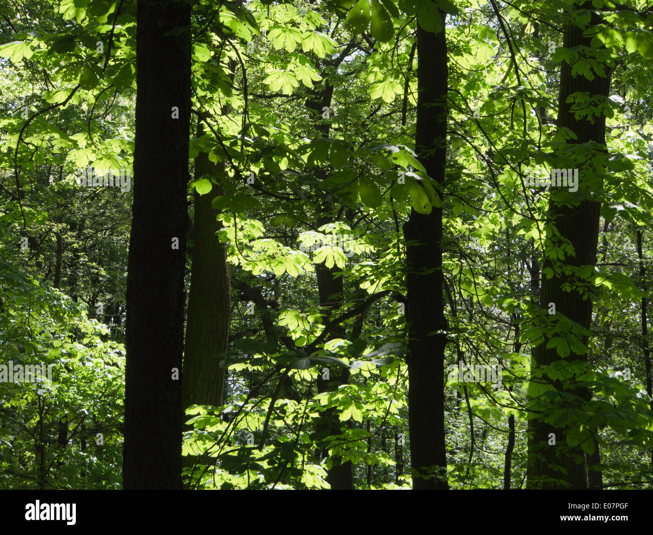 Vienna forest, Wienerwald, in springtime fresh leaves of horse-chestnut ...