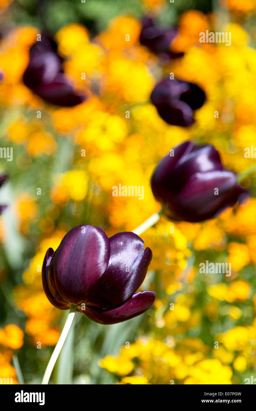 Black Tulips in Rembrandt Gardens, Warwick Avenue, Little Venice ...