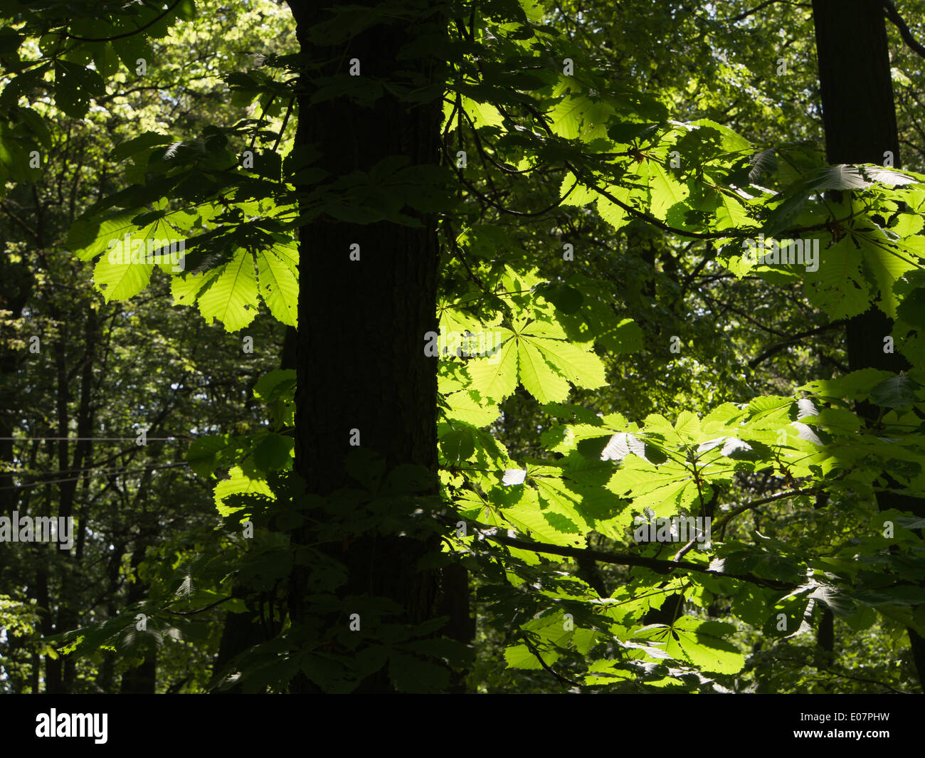 Wienerwald hi-res stock photography and images - Alamy